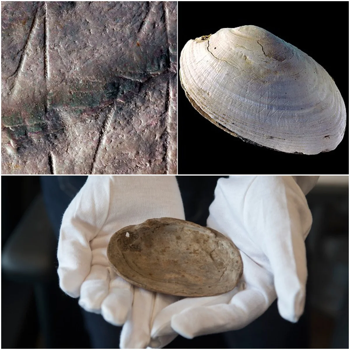 500,000-Year-Old Shell Carved by Homo Erectus Redefines Our ...