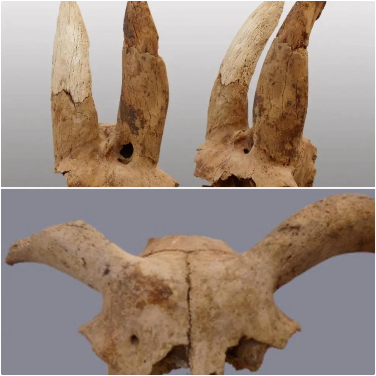 Modified Sheep Skulls From 3700 BC Found In Egypt's Mortuary Complex