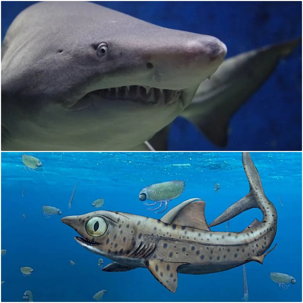 This Recently Discovered 370-Million-Year-Old Shark Rotated Its Jaw To Hunt